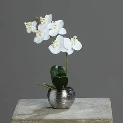 Aranžma bele orhideje 26 cm - 25 do 50 cm - Ceneje.si