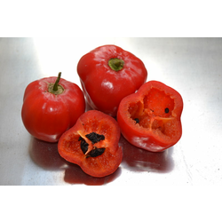 Feferon čili Rocoto Giant - Ceneje.si