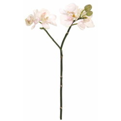 Shishi Roza orhideja 30 cm - Ceneje.si