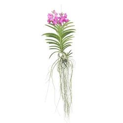 Plant in a Box Orhideja vanda - Vanda 'Pink' - Višina 45-55cm ...