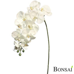 Orhideja veja krem barve 104cm - bela - 101 do 150 cm - Ceneje.si
