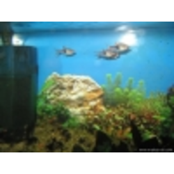 AKVARIJSKI SLADKOVODNI RAK, MODRI - Ceneje.si