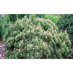 Bor planinski (Pinus Mugo) Allgau - Ceneje.si