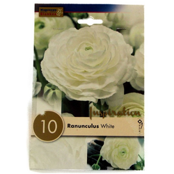 KAPITEYN ČEBULICE RANUNKULA BELA RANUNCULUS WHITE - Ceneje.si