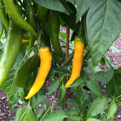 Feferon čili Cedrino - Ceneje.si