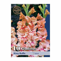 POLETI CVETOČA ČEBULICA HOLLAND BULB MARKET GLADIOLA KISSY RUUFLE - Ceneje.si