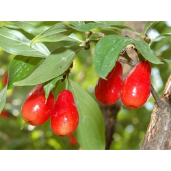 Rumeni dren cepljen Kazanlak - Ceneje.si