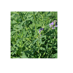 Seme Lucerna Adorna - Ceneje.si