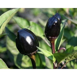 Feferon čili Black Olive - Ceneje.si