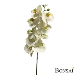 Orhideja bela 108 RT (real touch) - 101 do 150 cm - Ceneje.si