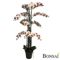 Orhideja belo- roza aranžma RT 140 cm - 101 do 150 cm - Ceneje.si