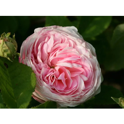 Vrtnica Isis - Ceneje.si